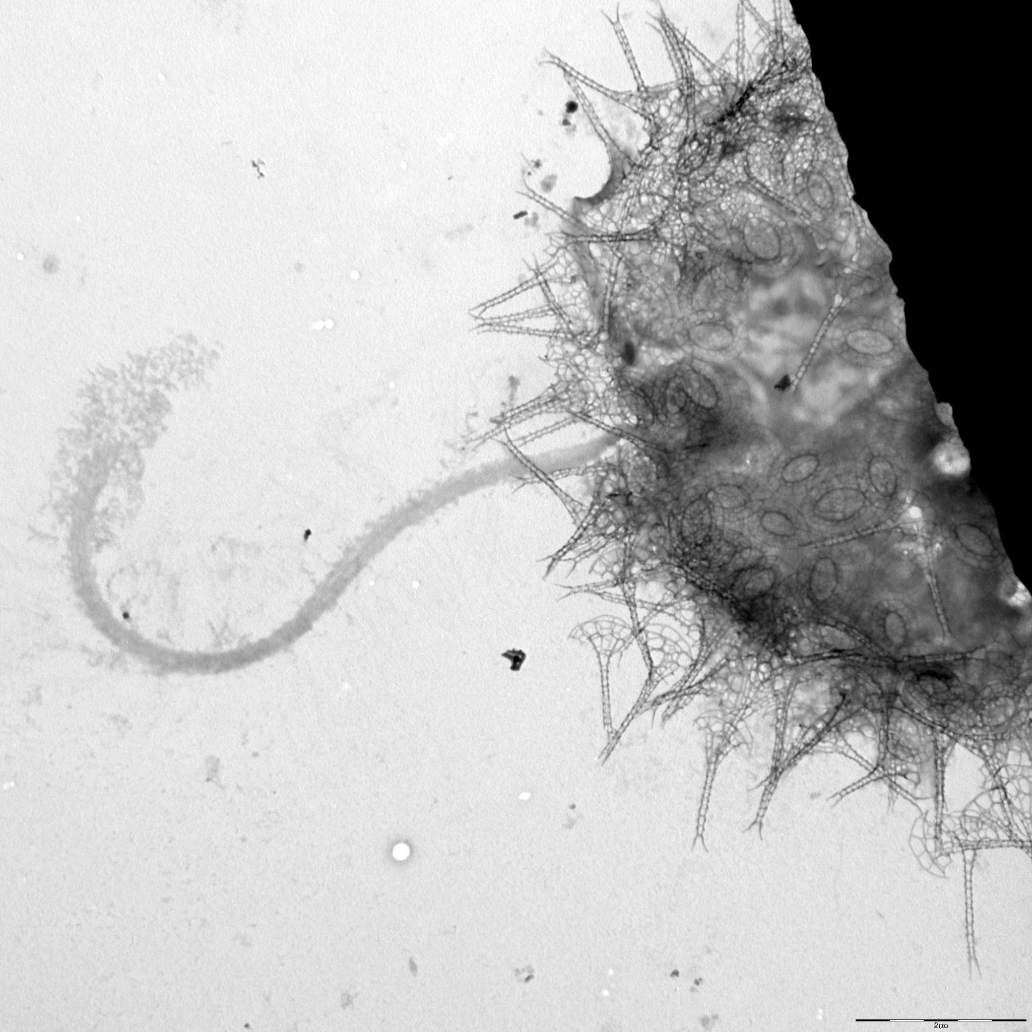 Paraphysomonas eiffelii (= Lepidochromonas eiffelii) | Silica-scaled ...